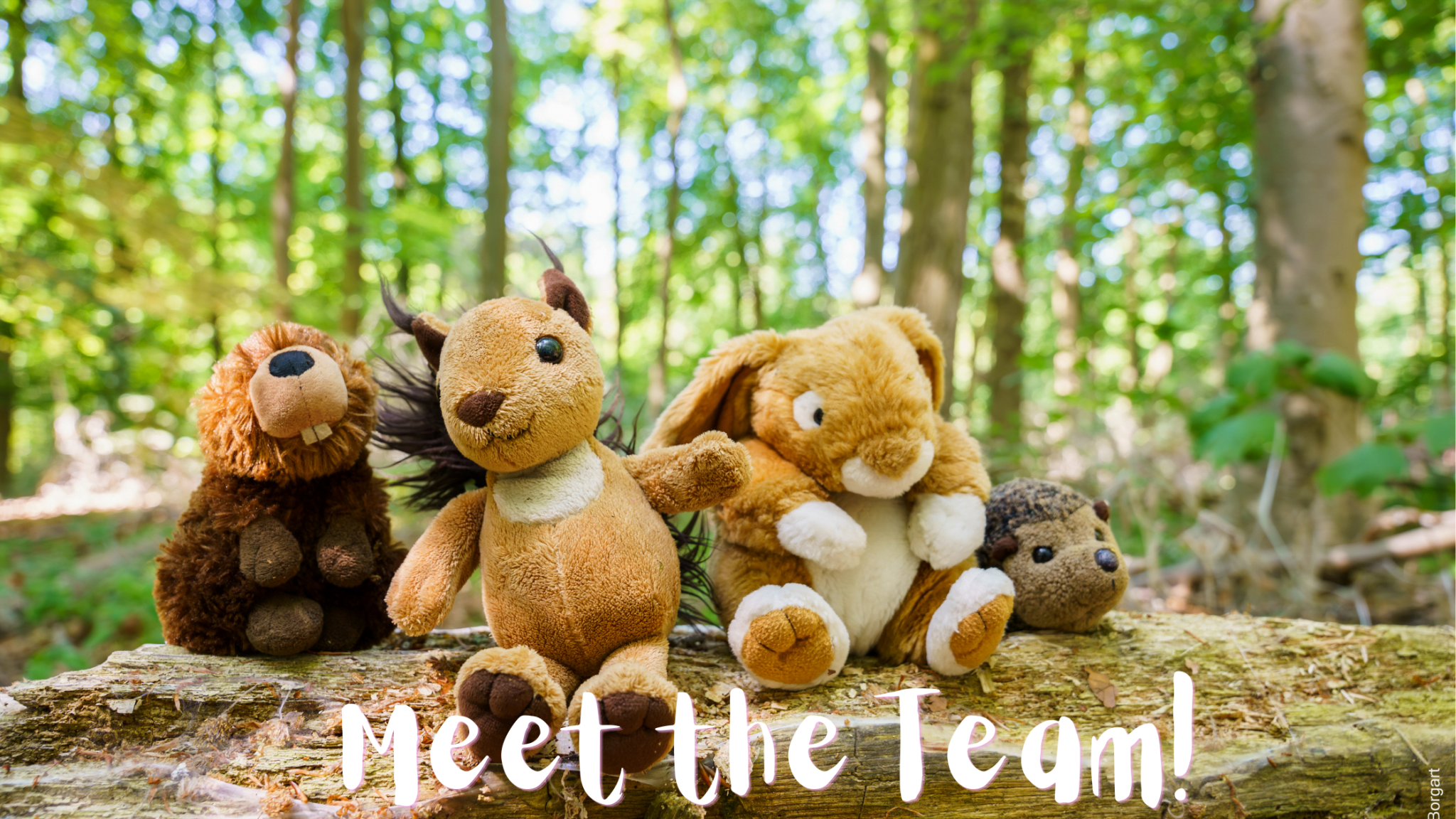Fun Wildlife Themed Outdoor STEM Ideas – Fresh Air Teacher